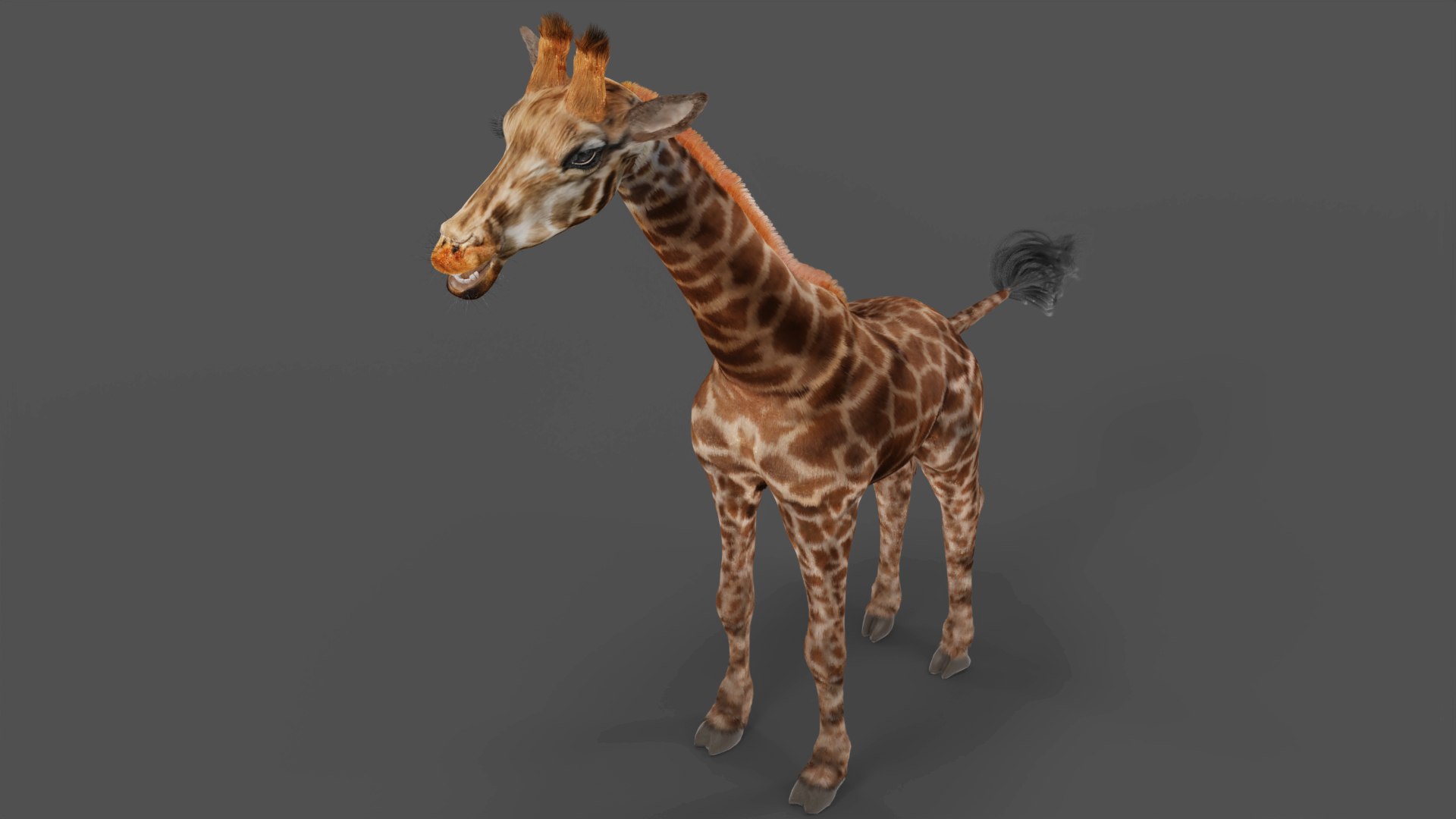 3D Model Fur Giraffe NO Rigged In Blender - TurboSquid 1968545