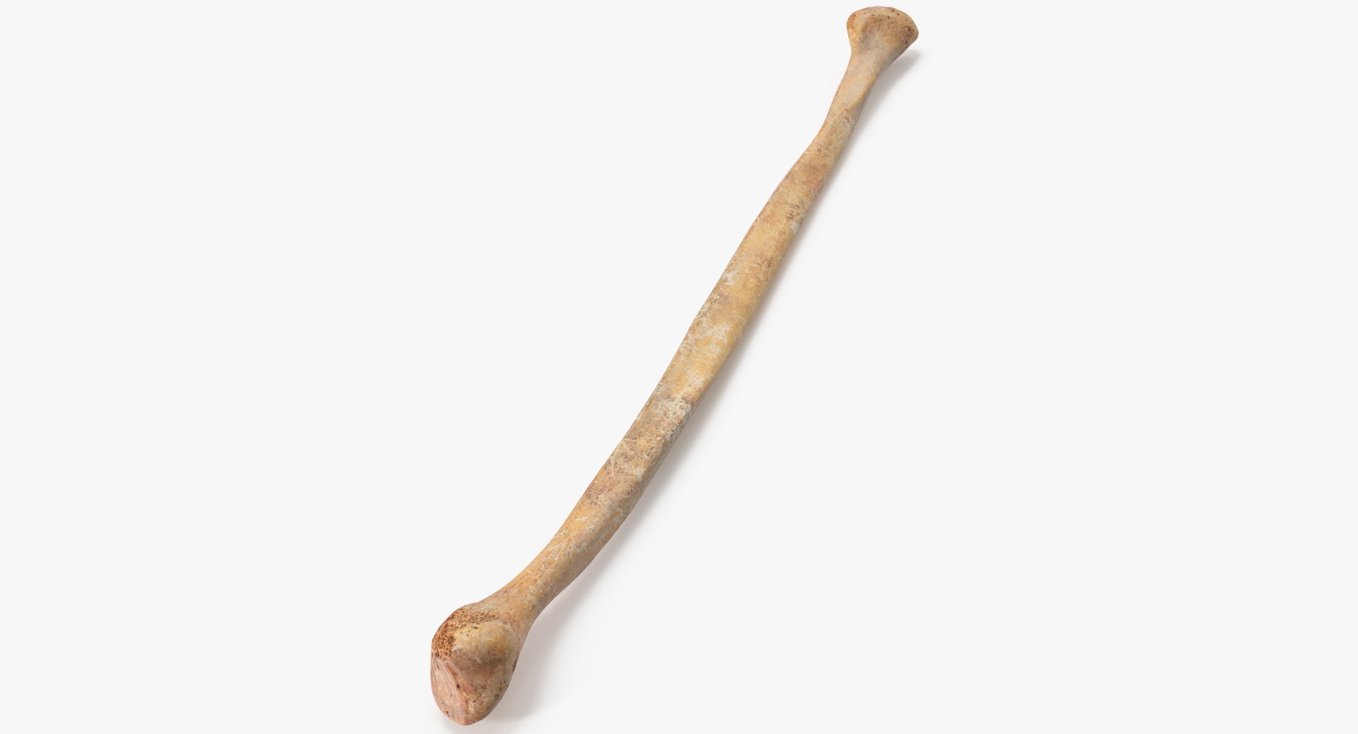 3D Human Fibula Bone 01 - TurboSquid 1423208