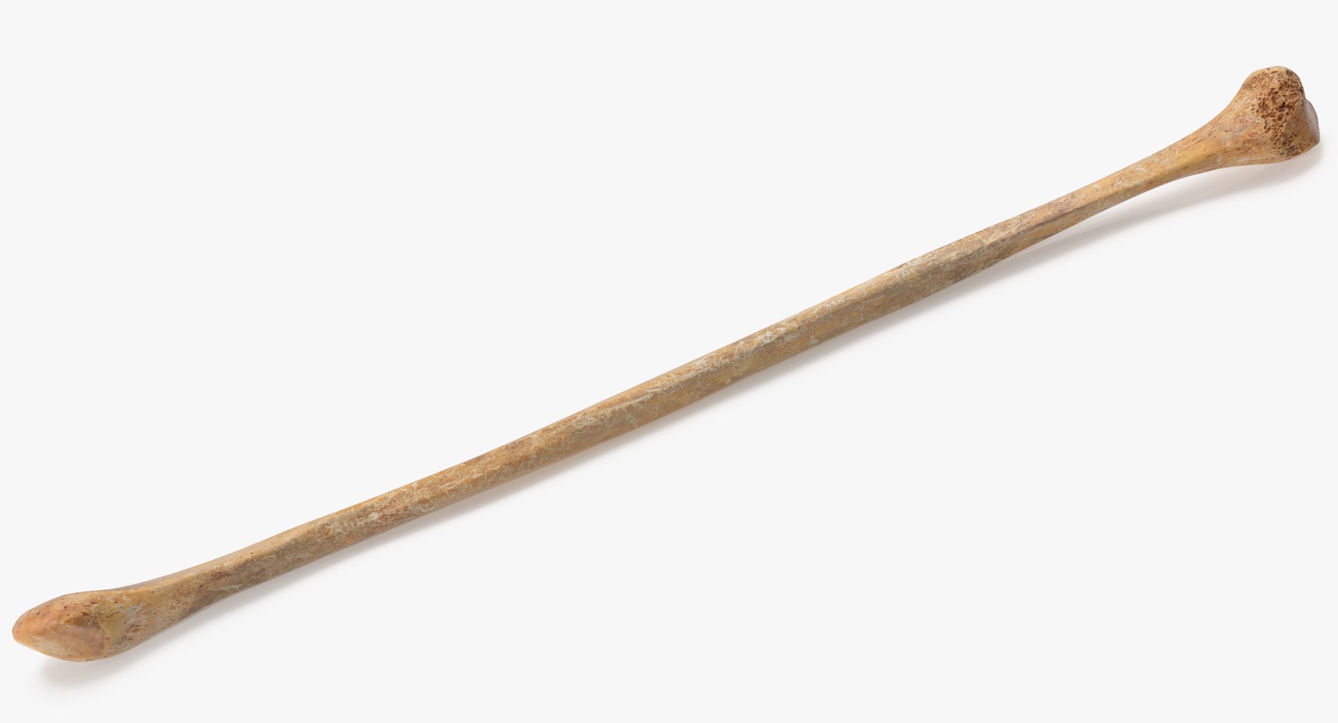 3D Human Fibula Bone 01 - TurboSquid 1423208