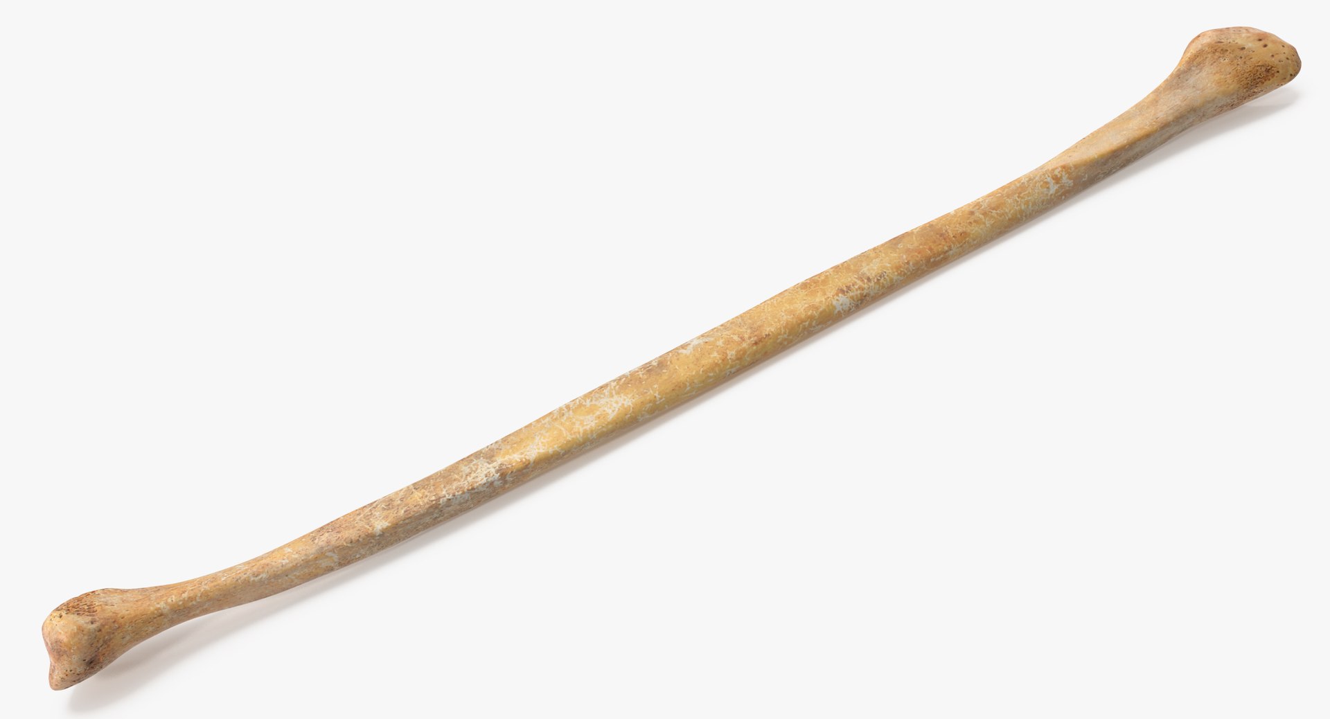 3D Human Fibula Bone 01 - TurboSquid 1423208