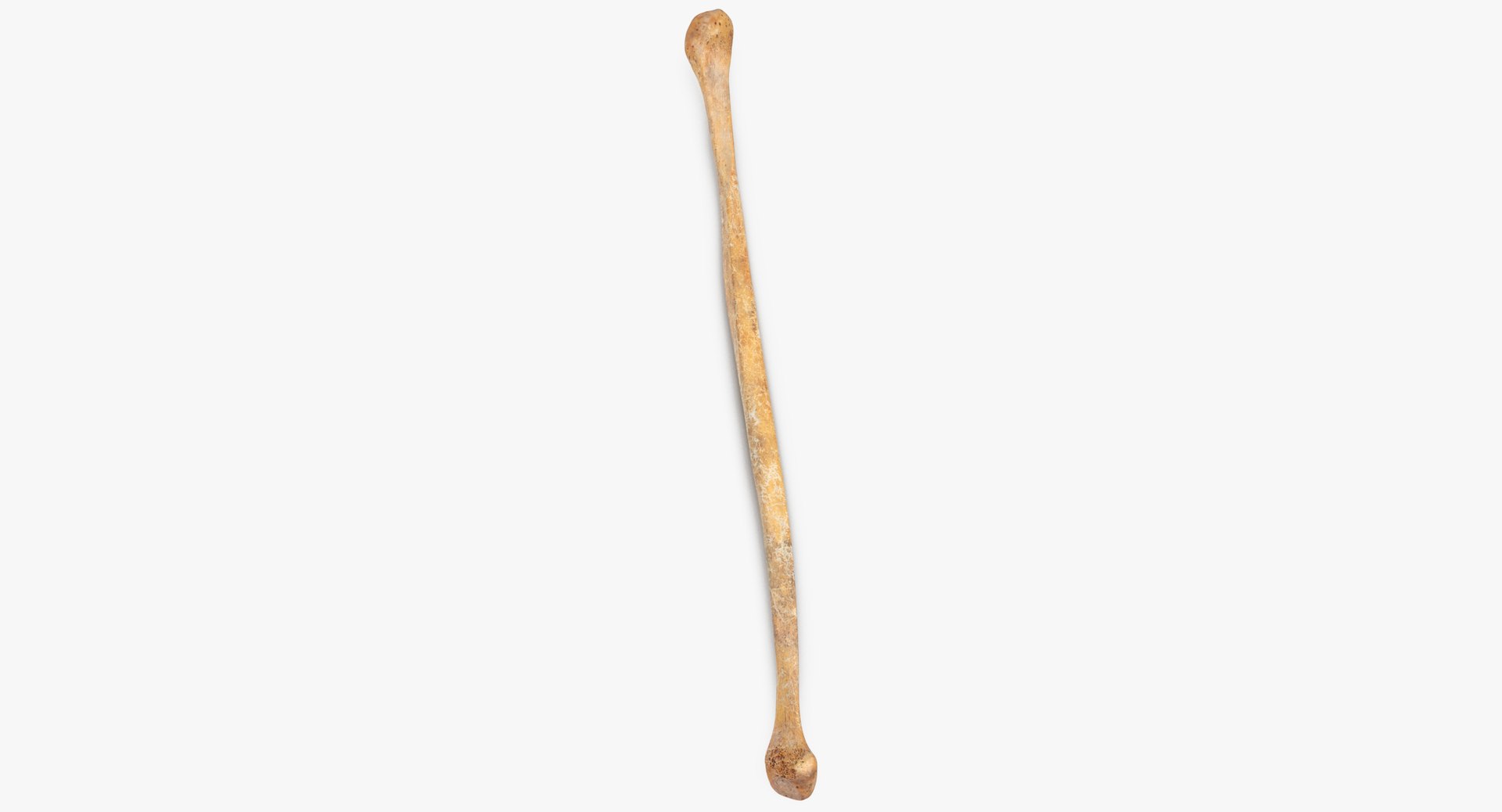 3D Human Fibula Bone 01 - TurboSquid 1423208