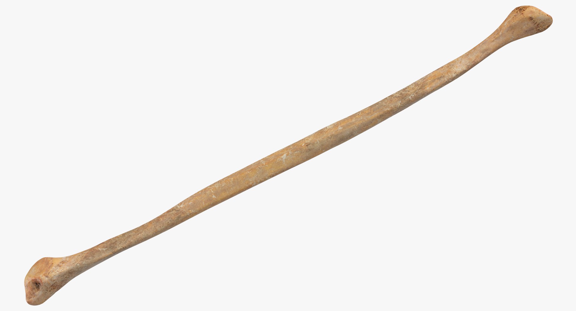 3D Human Fibula Bone 01 - TurboSquid 1423208