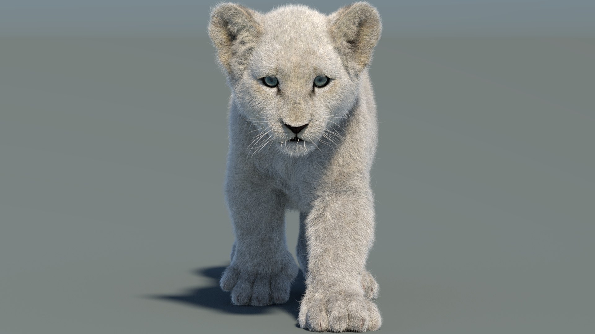 3D Baby Lion Fur Animation - TurboSquid 1482078