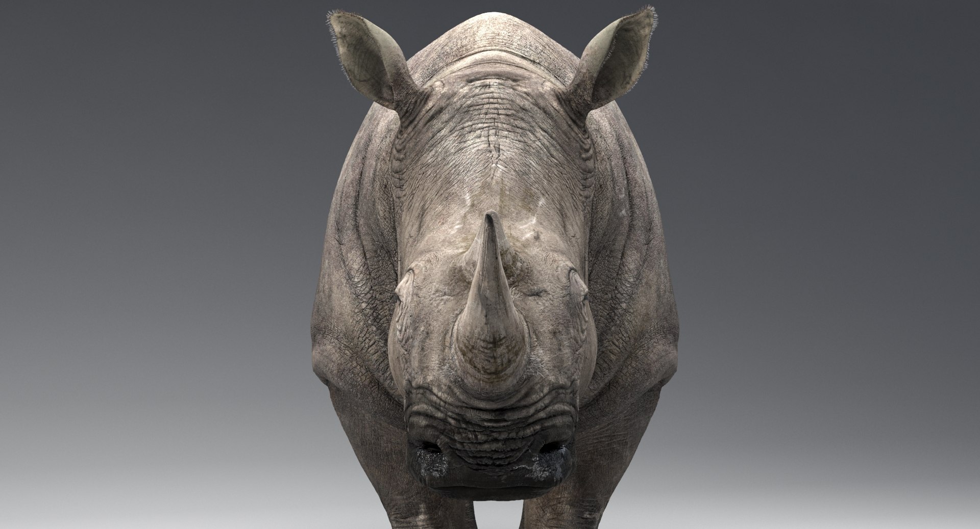 Max Rhinoceros Rhino