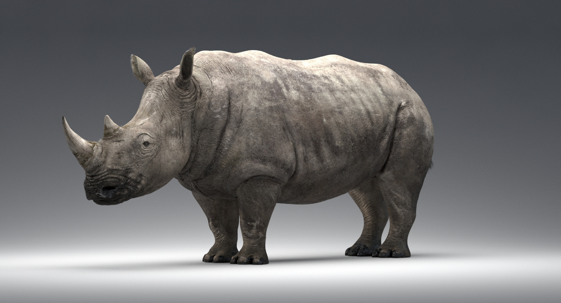 Max Rhinoceros Rhino