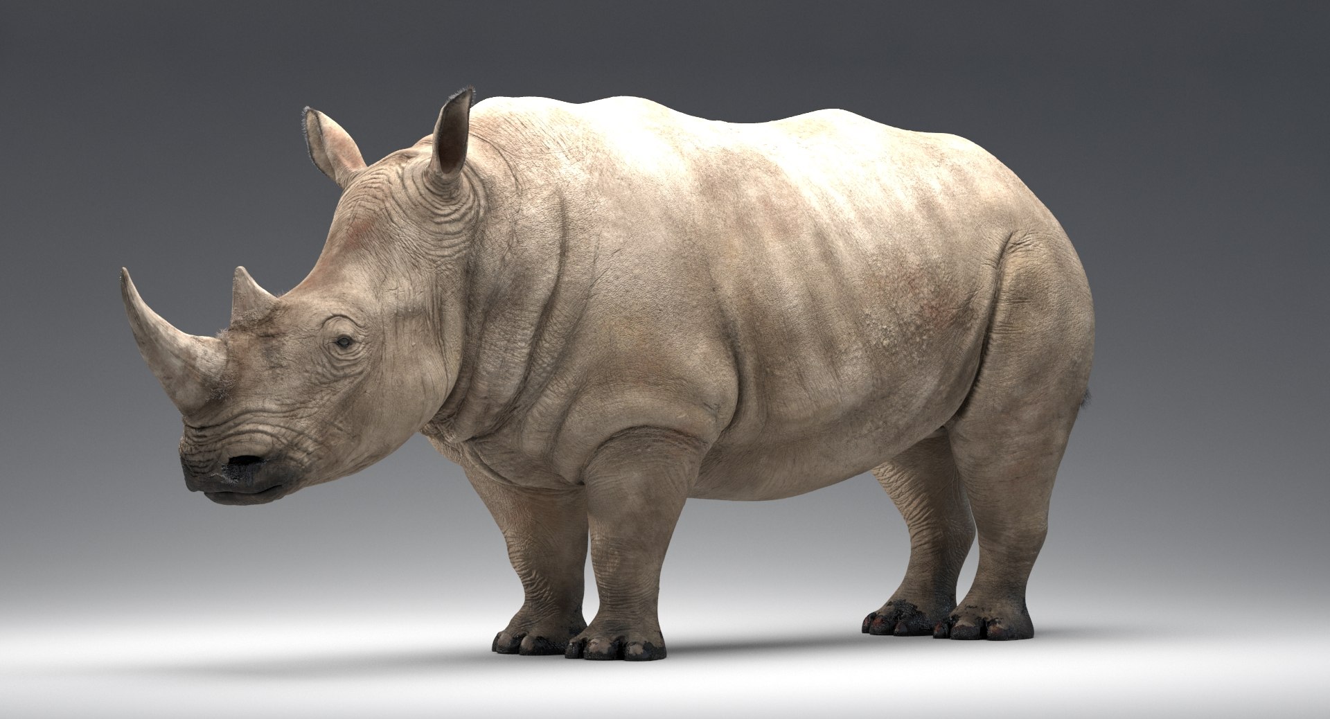 Max Rhinoceros Rhino