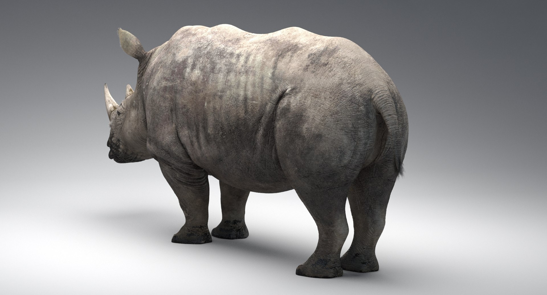 Max Rhinoceros Rhino
