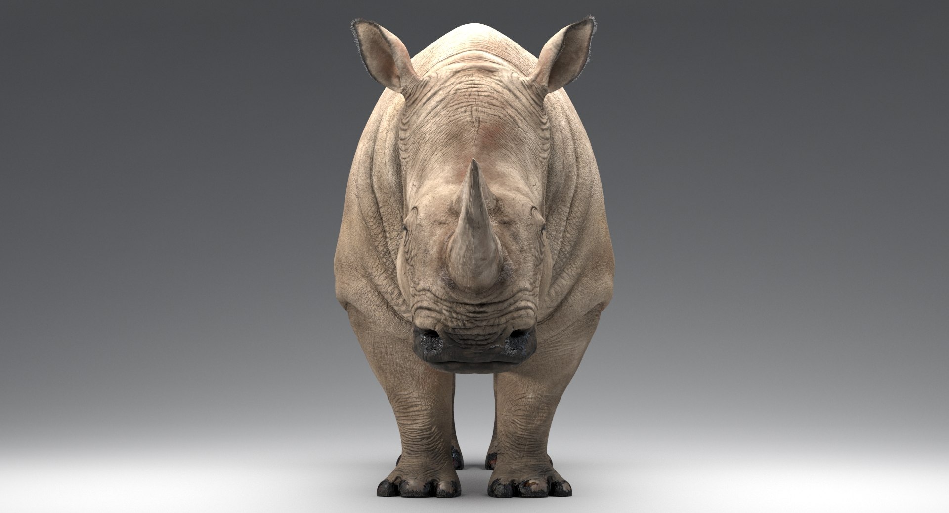 Max Rhinoceros Rhino