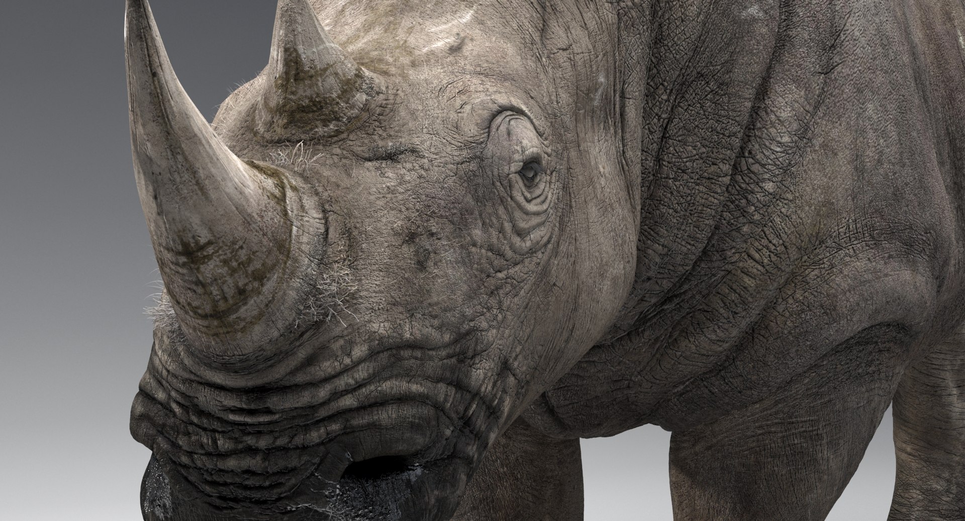 Max Rhinoceros Rhino