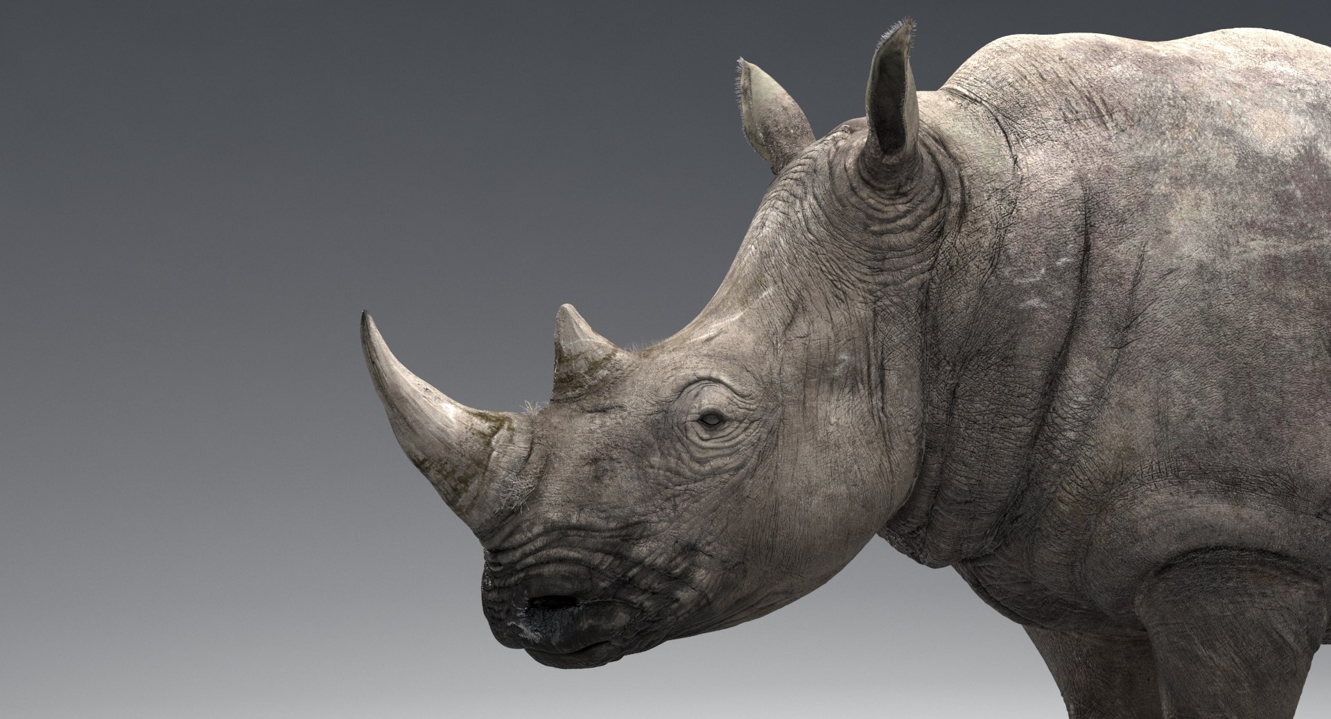 Max Rhinoceros Rhino