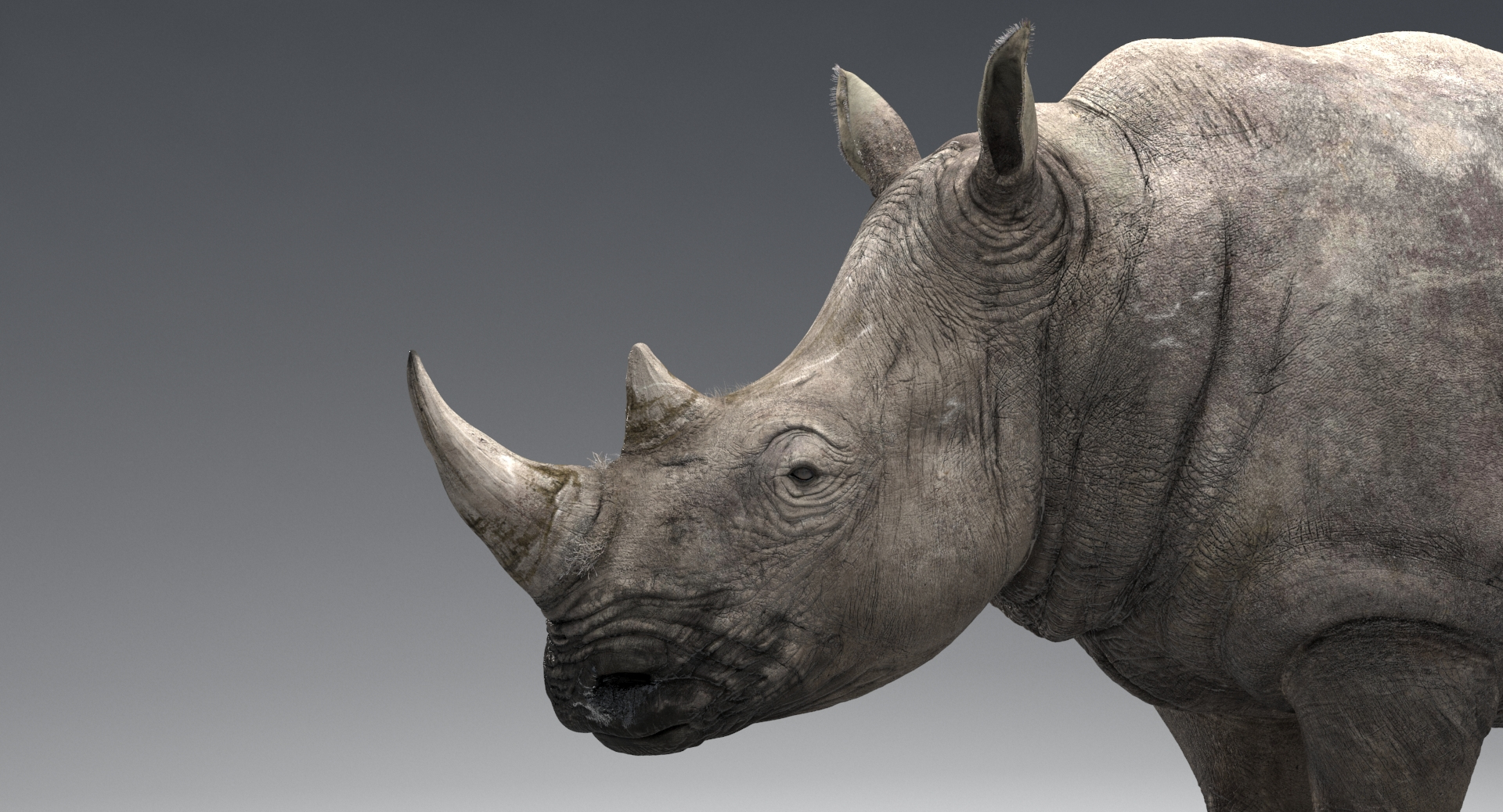 max rhinoceros rhino