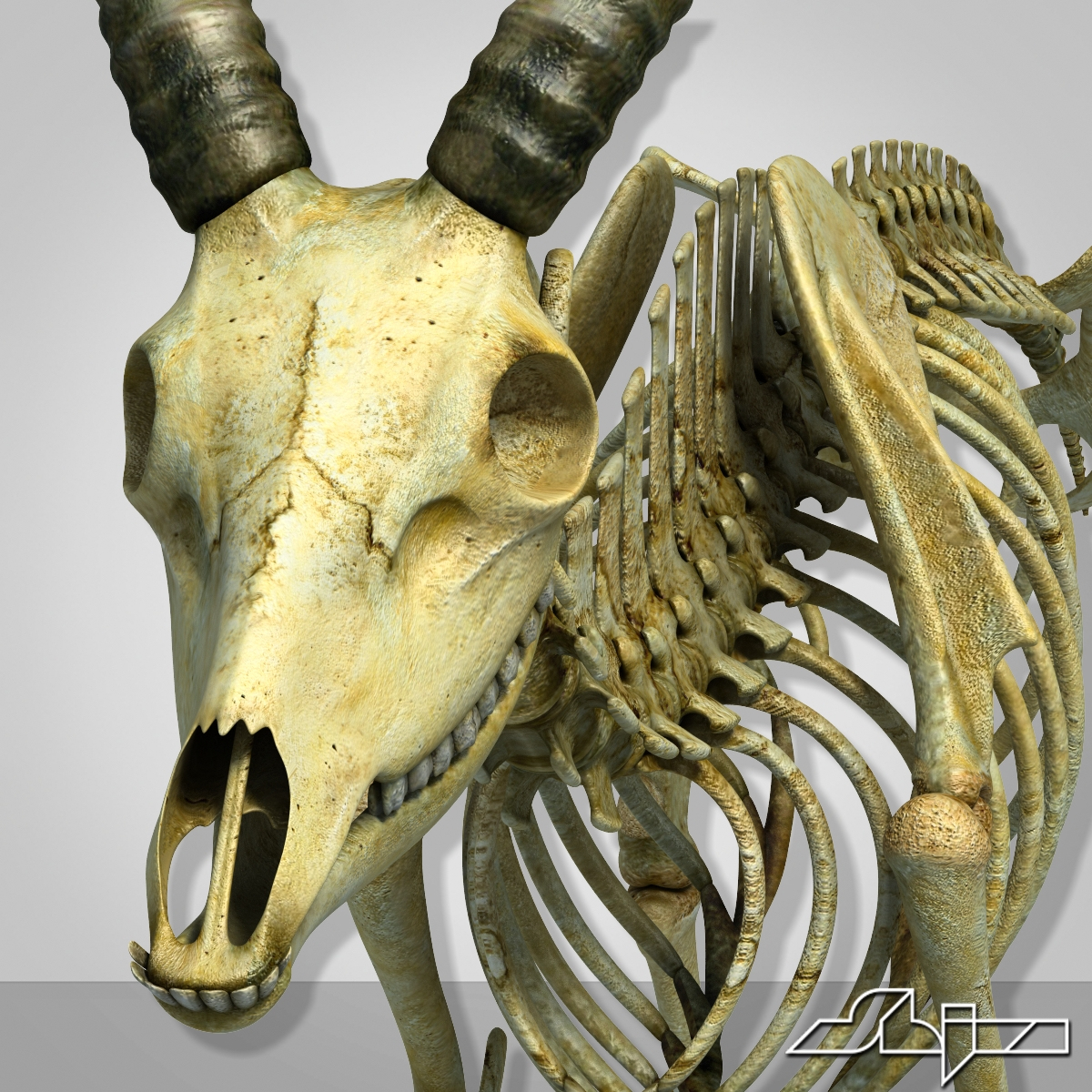 goat skeleton 2 3ds