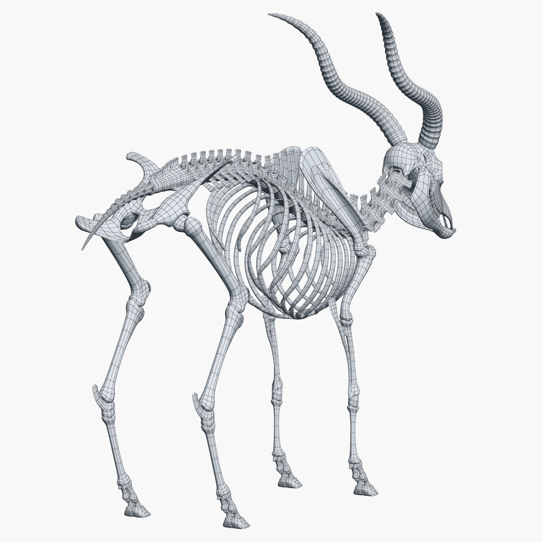 Goat Skeleton 2 3ds