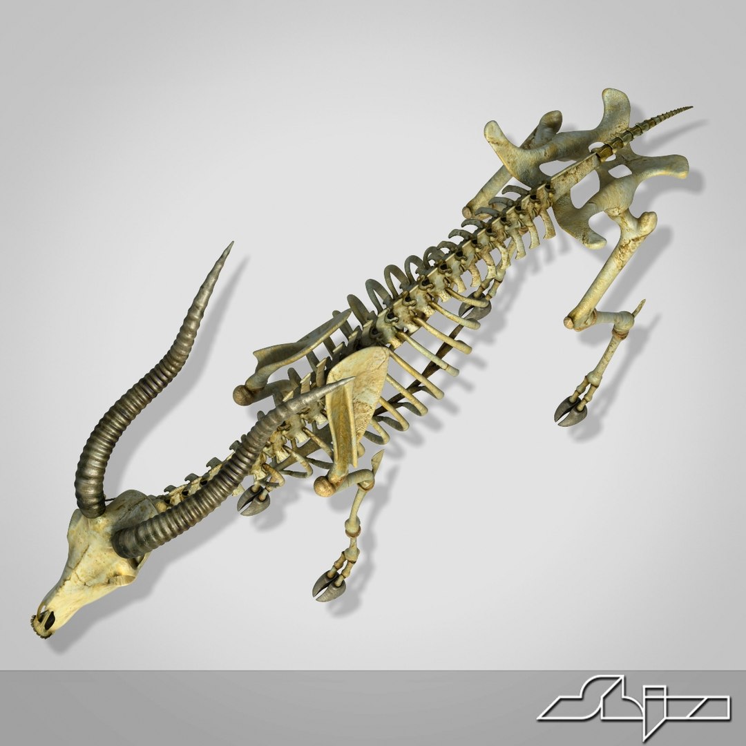 Goat Skeleton 2 3ds
