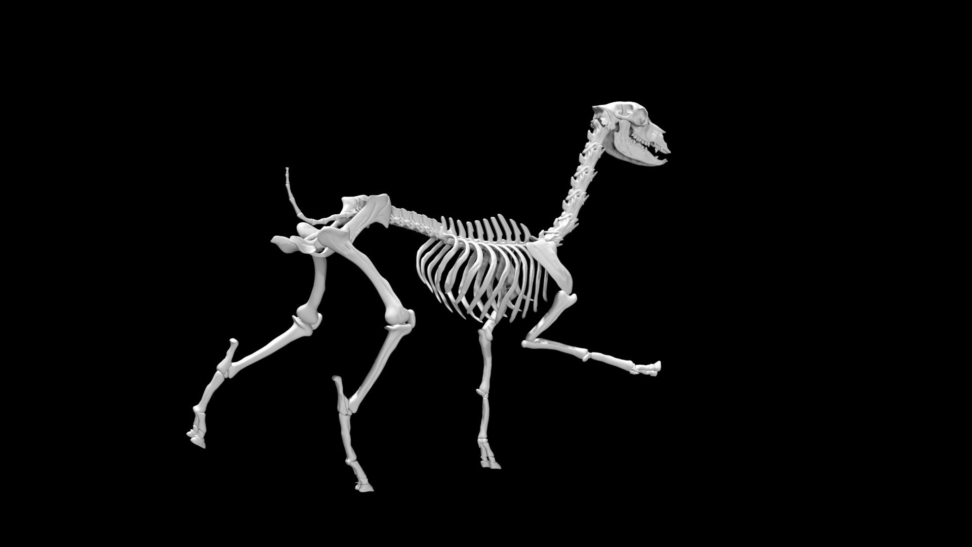 3D Model Alpaca Skeleton - TurboSquid 1879123