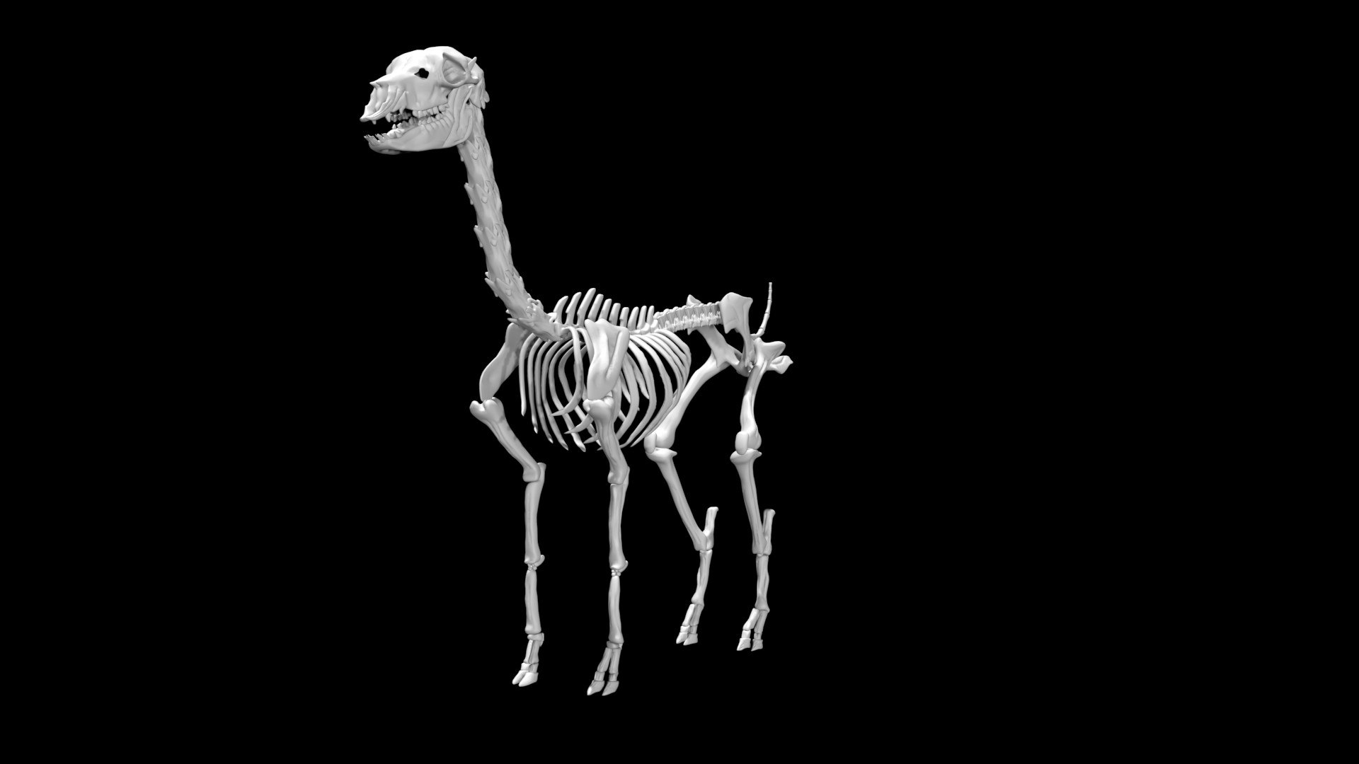 3D Model Alpaca Skeleton - TurboSquid 1879123