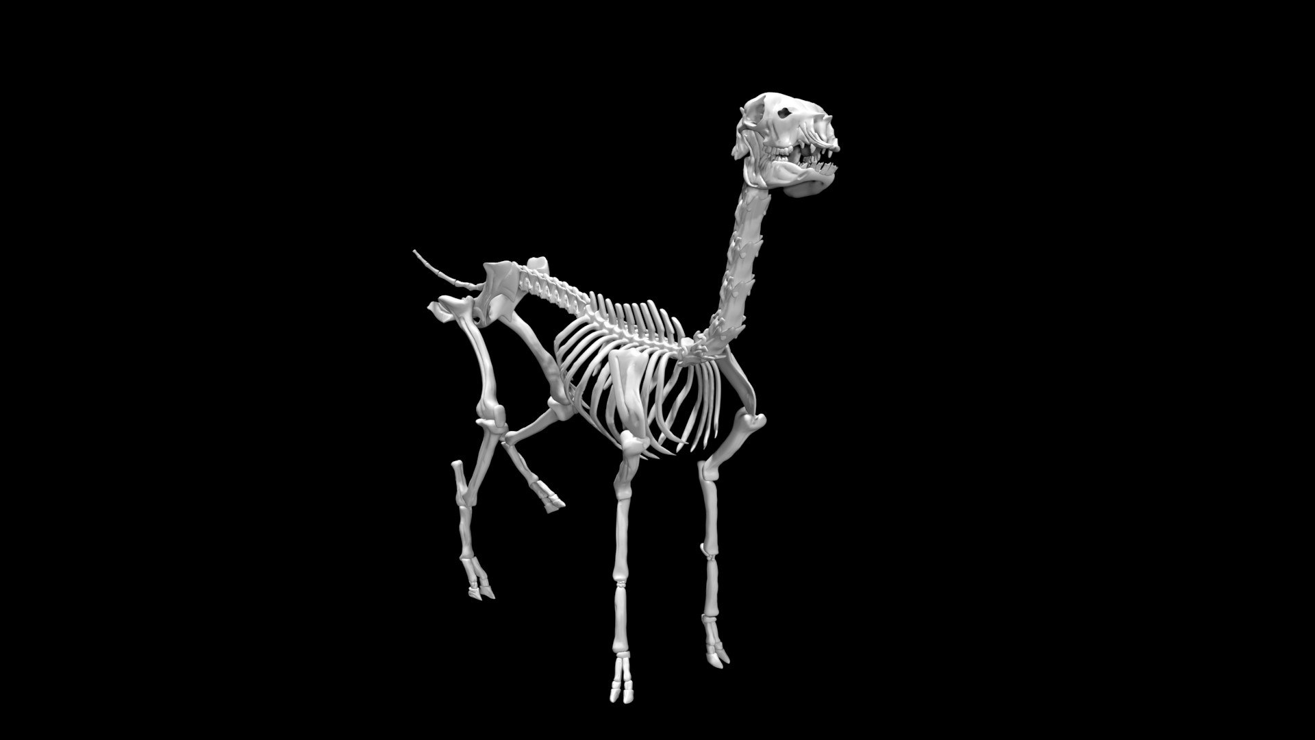3D Model Alpaca Skeleton - TurboSquid 1879123