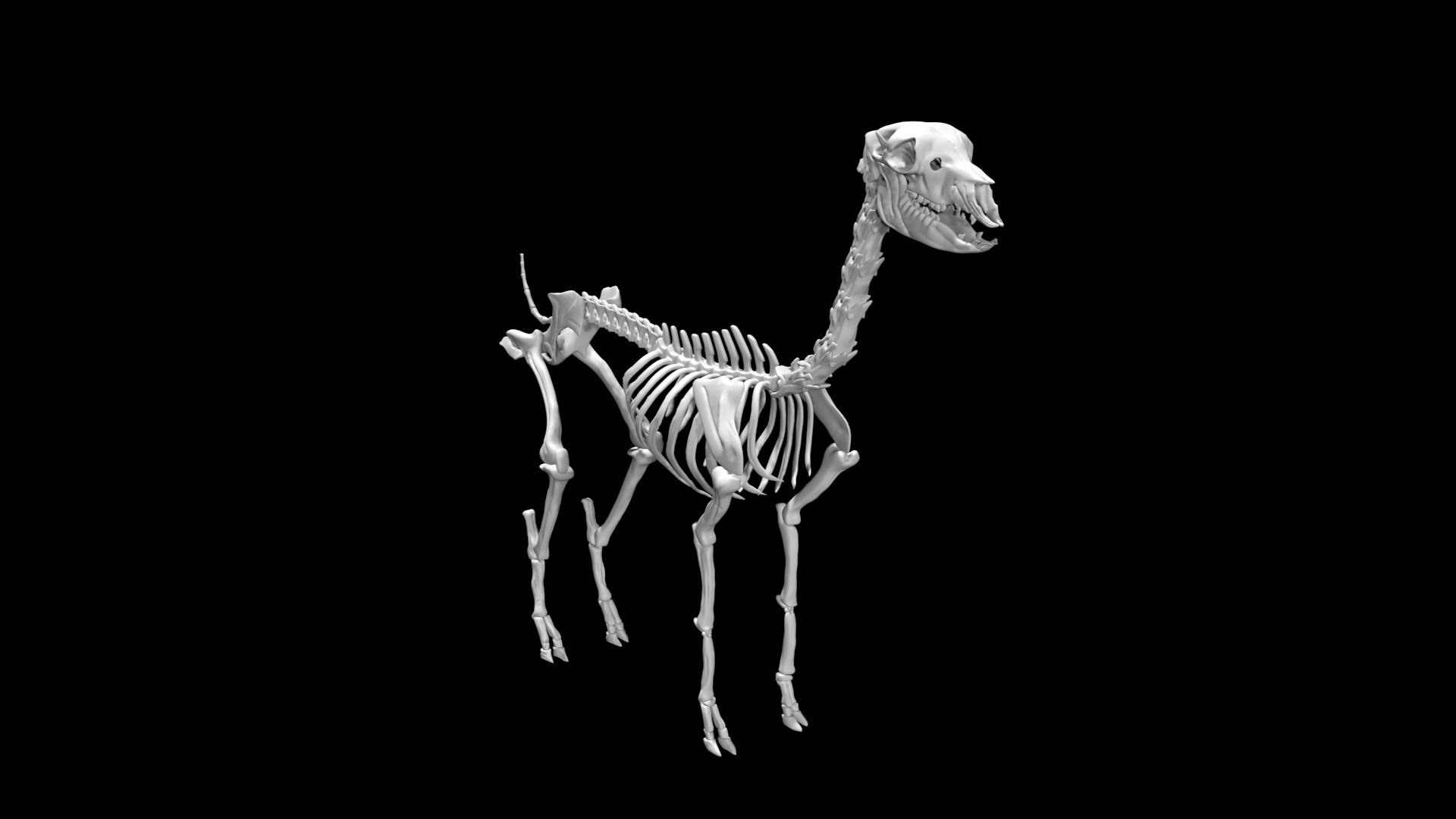 3D Model Alpaca Skeleton - TurboSquid 1879123