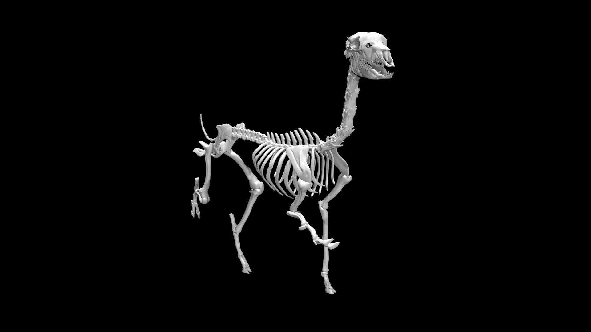 3D Model Alpaca Skeleton - TurboSquid 1879123