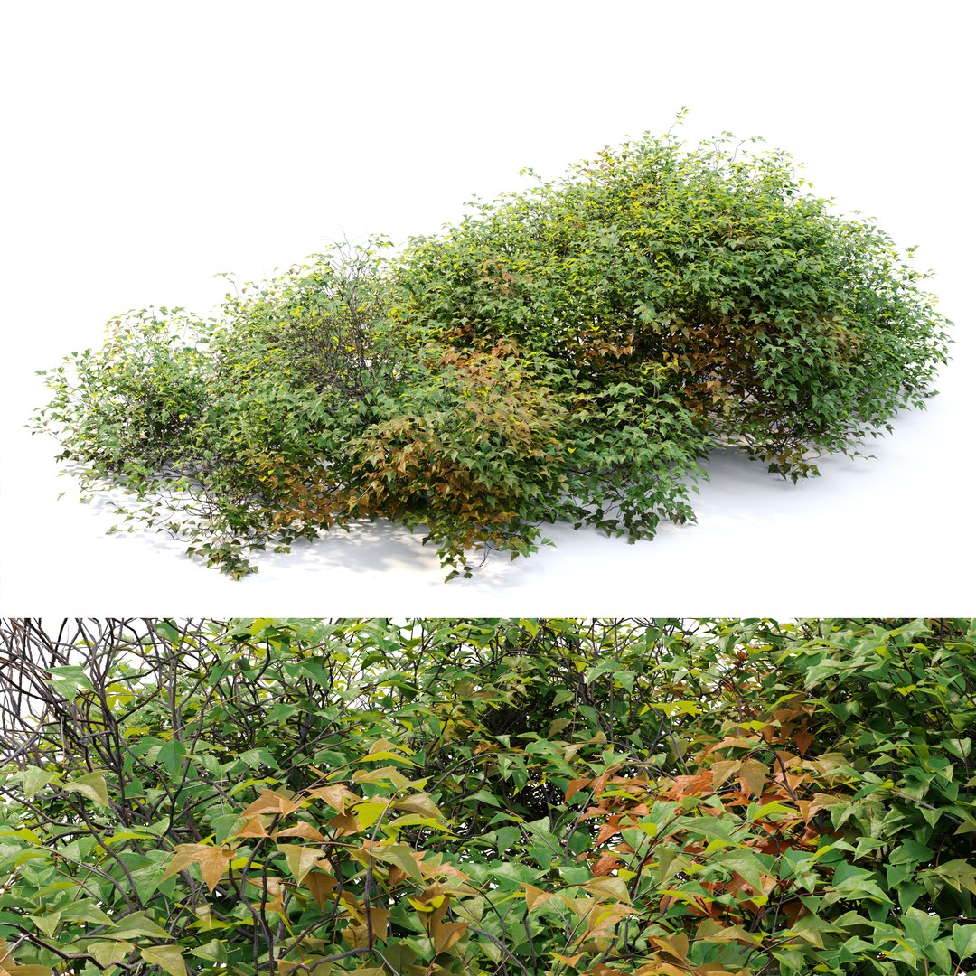 3D Bush 022 - TurboSquid 1931518