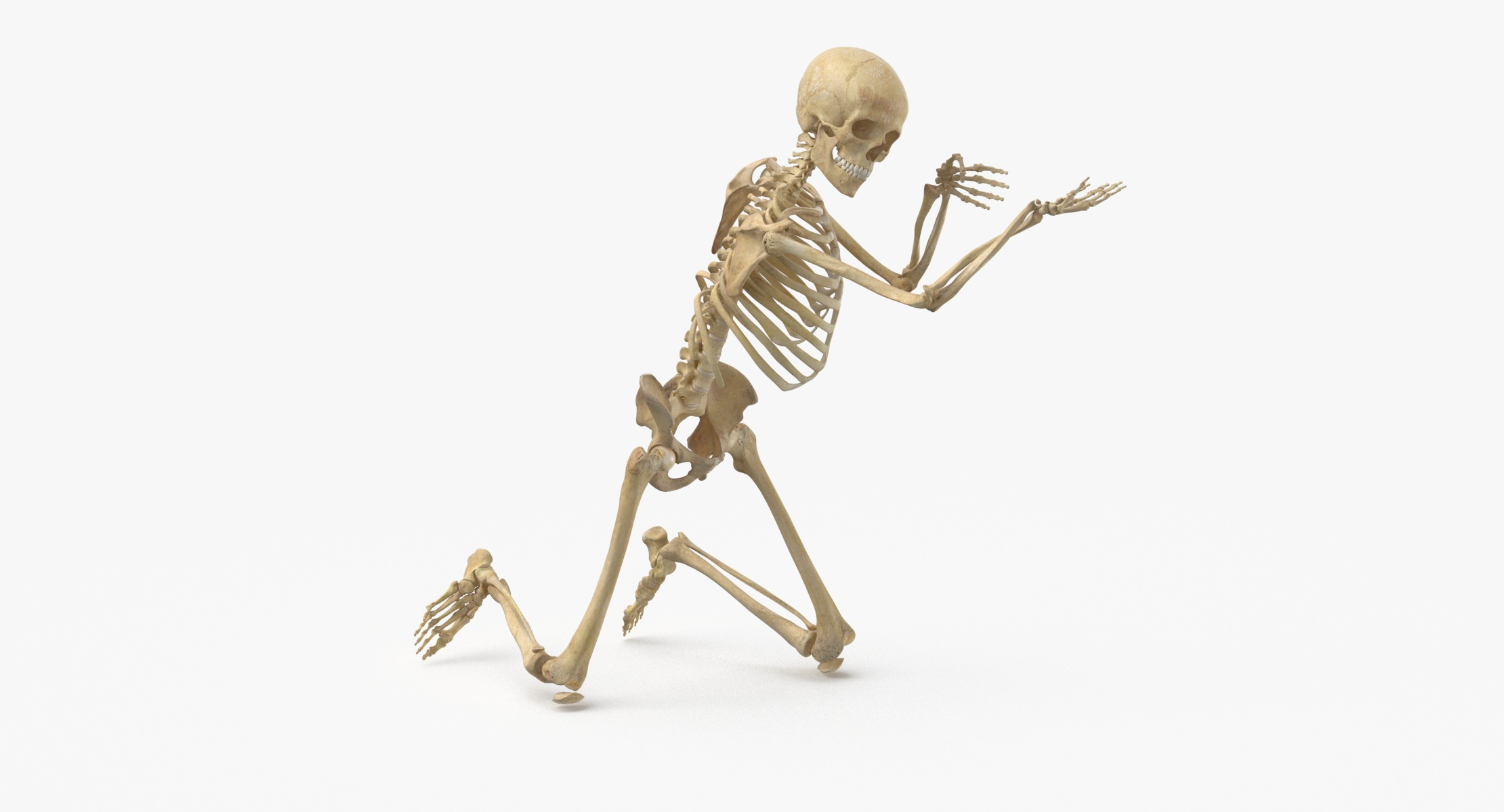 modelo 3d Pose de esqueleto femenino humano real 62 - TurboSquid 1905981