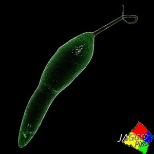 3D Euglena Models | TurboSquid