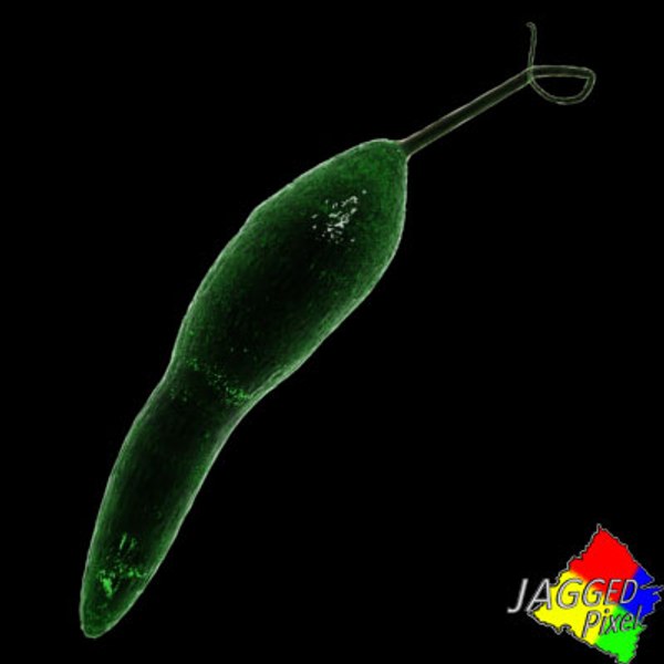 protist 3d model