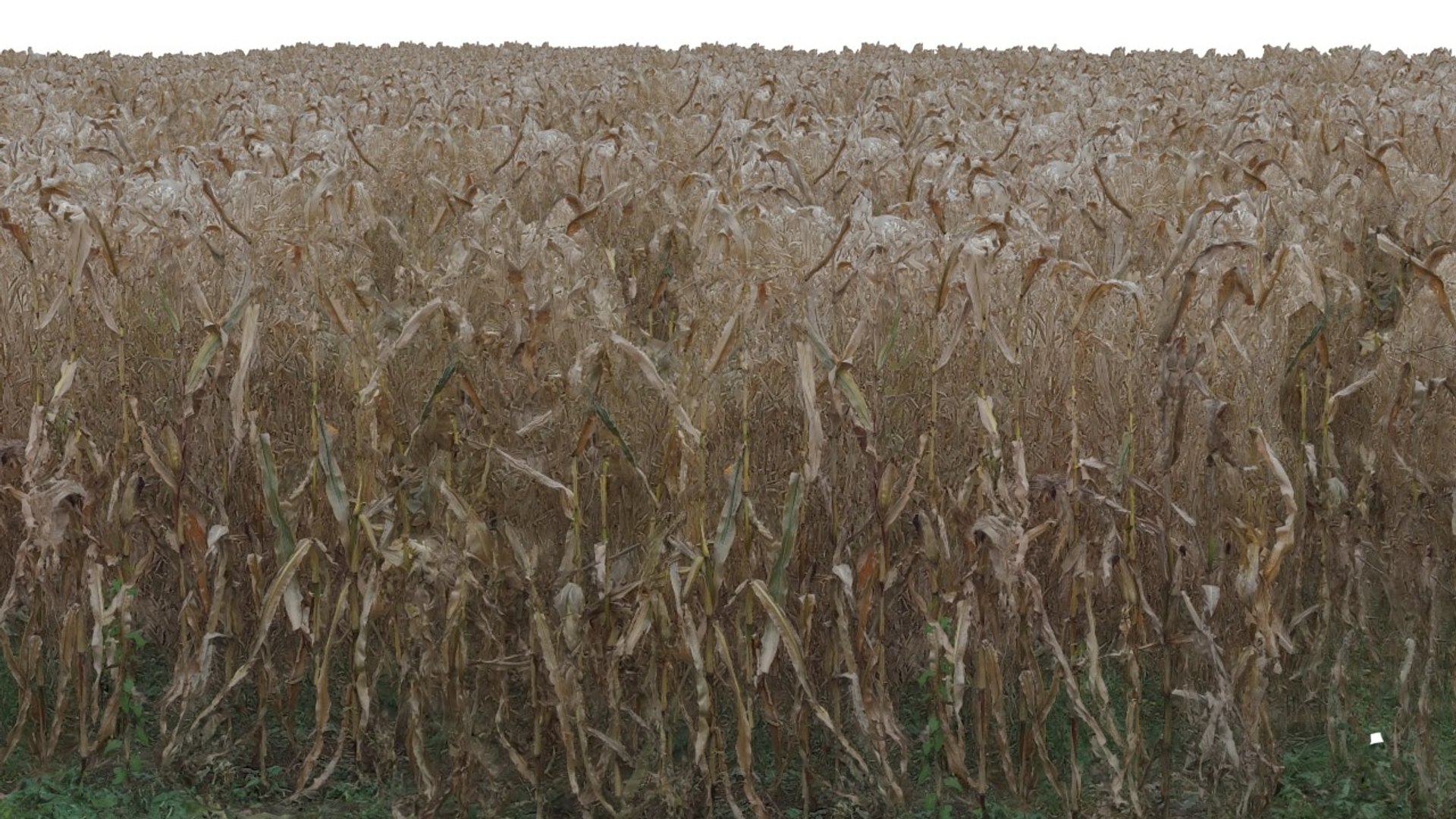 corn field max