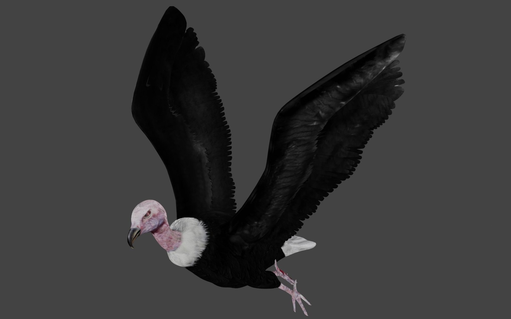 Vulture Rigged 3D - TurboSquid 1668601
