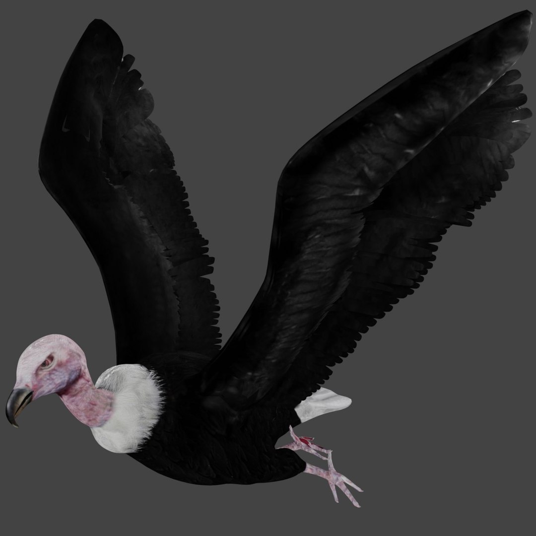 Vulture Rigged 3D - TurboSquid 1668601