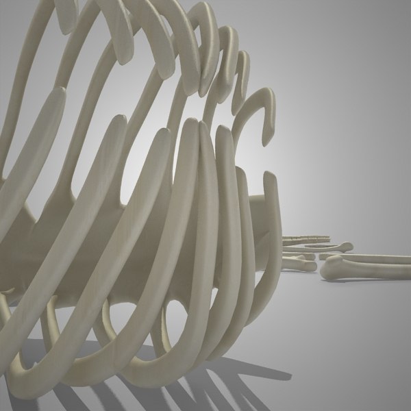 3d skeleton monkey model