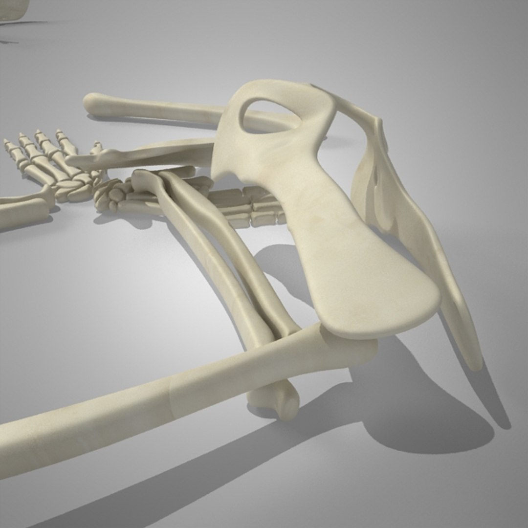 3d skeleton monkey model