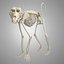 3d skeleton monkey model