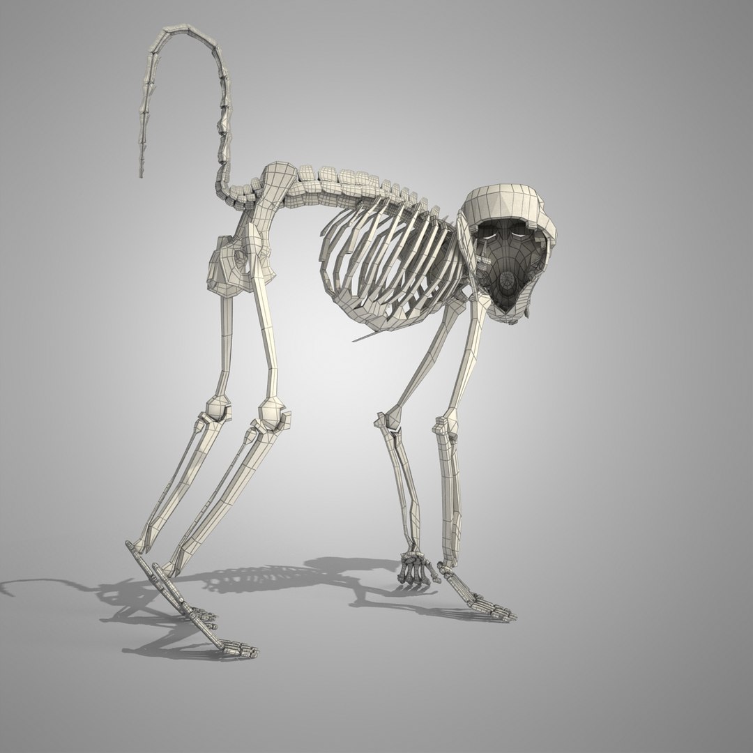 3d skeleton monkey model