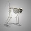 3d skeleton monkey model