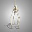 3d skeleton monkey model