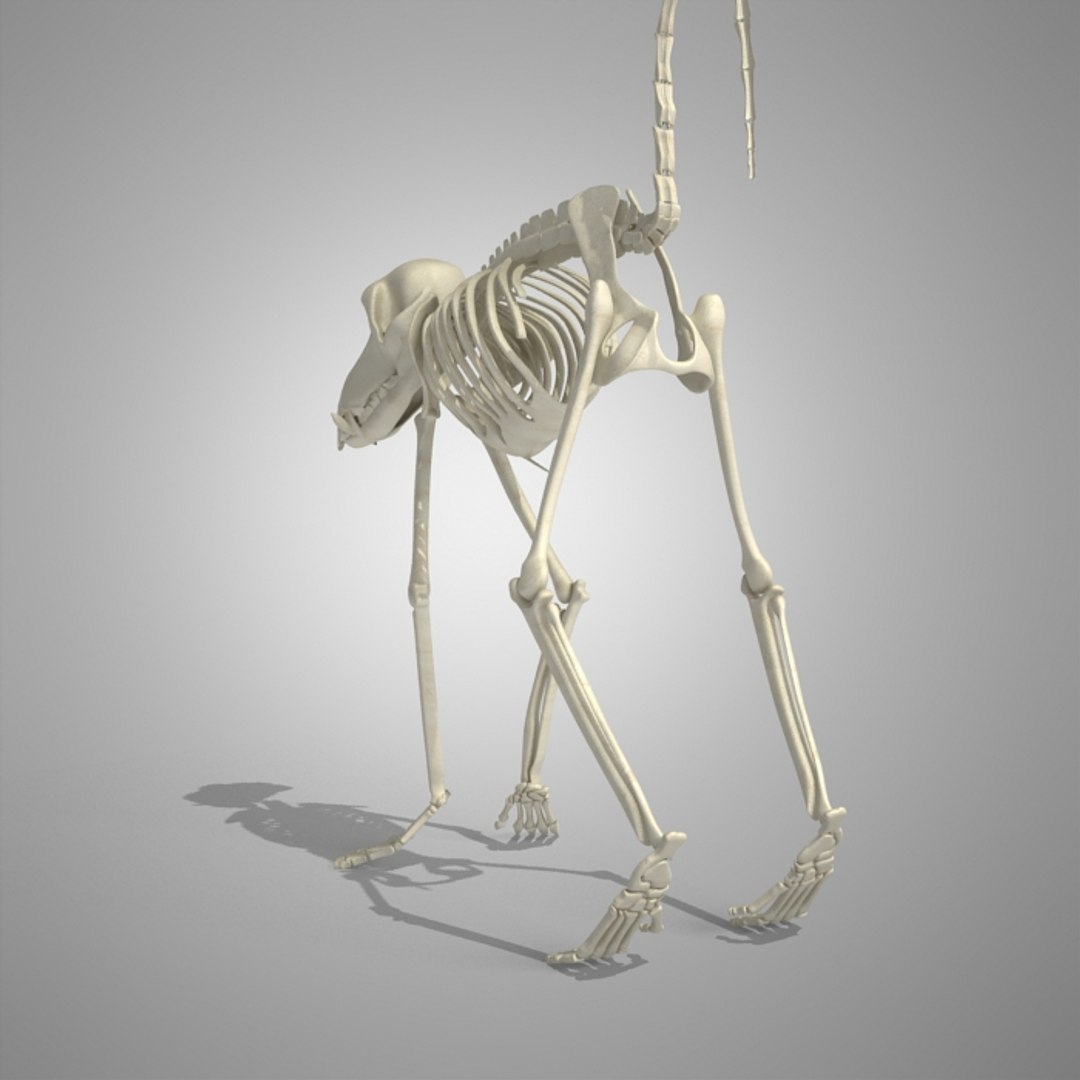 3d Skeleton Monkey Model