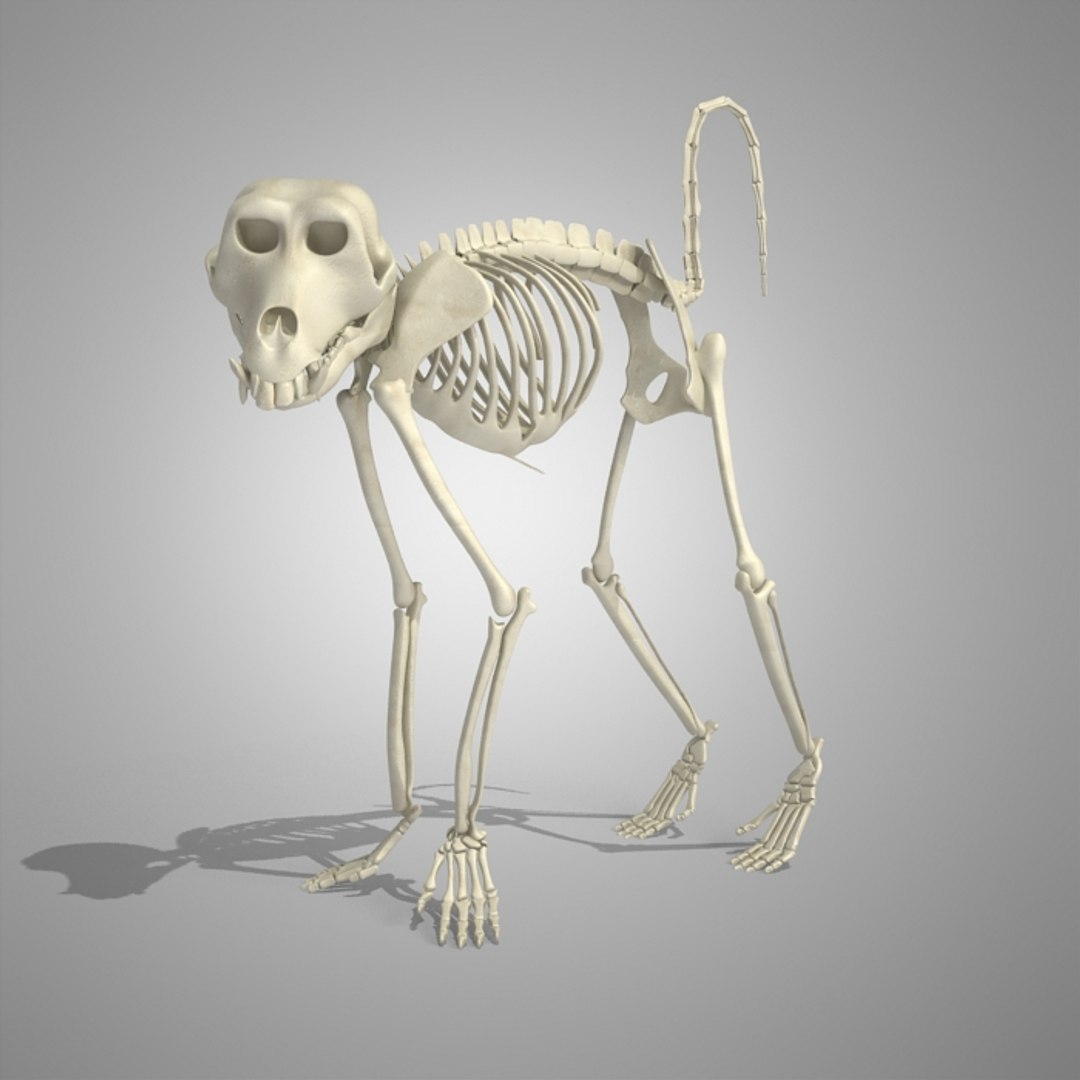 3d skeleton monkey model