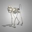 3d skeleton monkey model