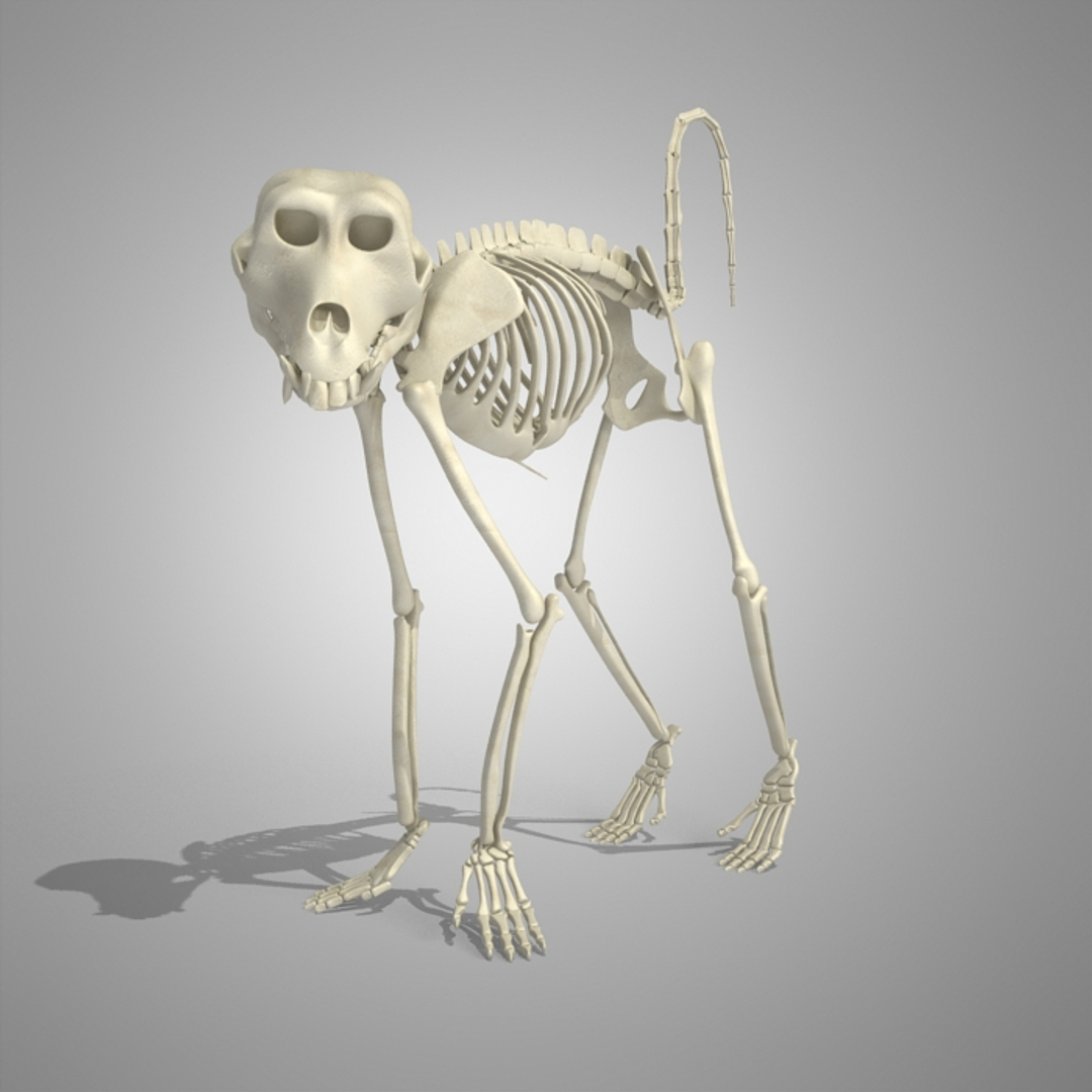 3d skeleton monkey model