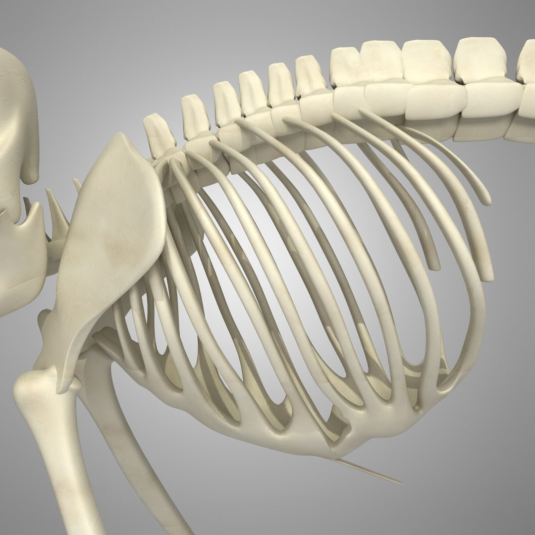 3d skeleton monkey model