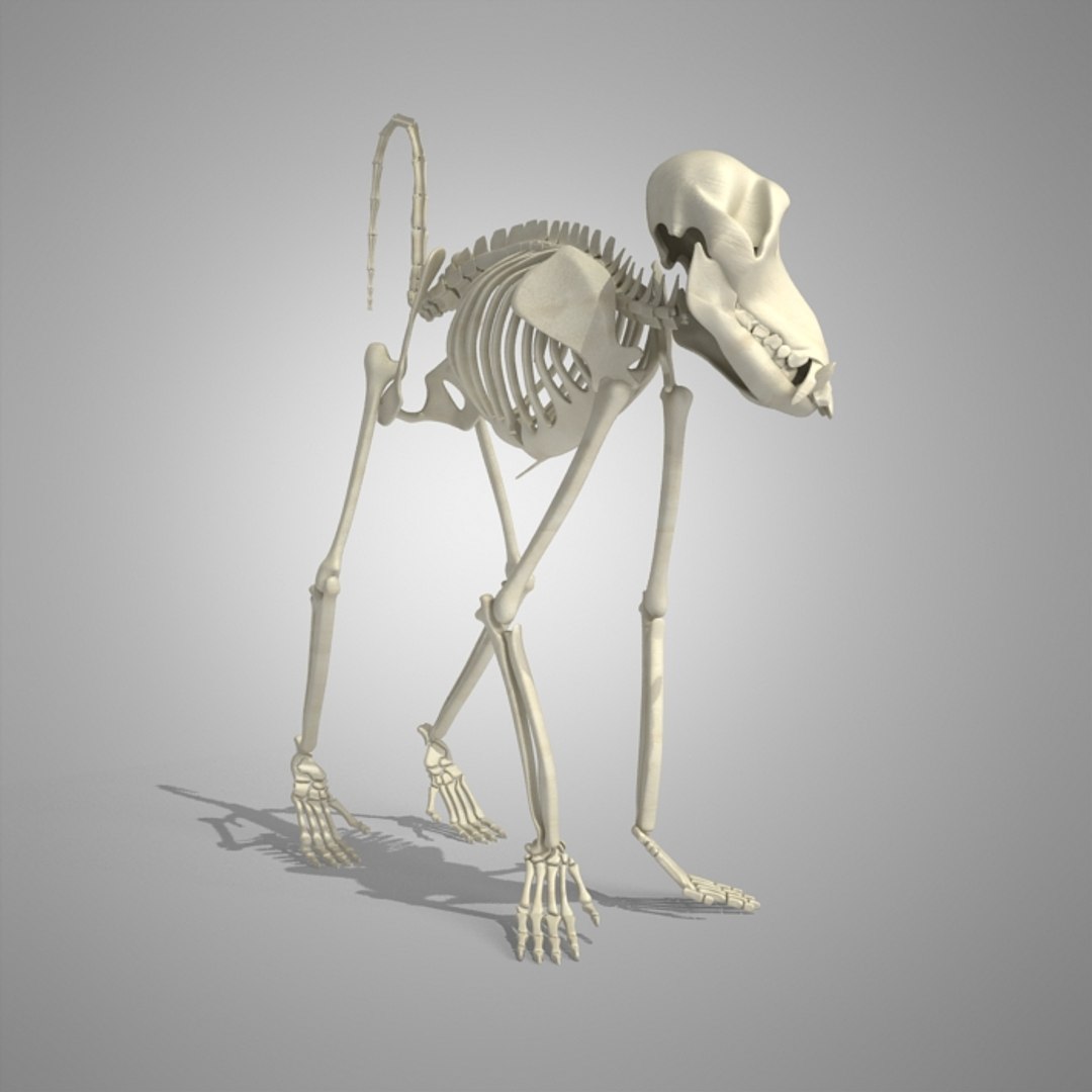 3d skeleton monkey model