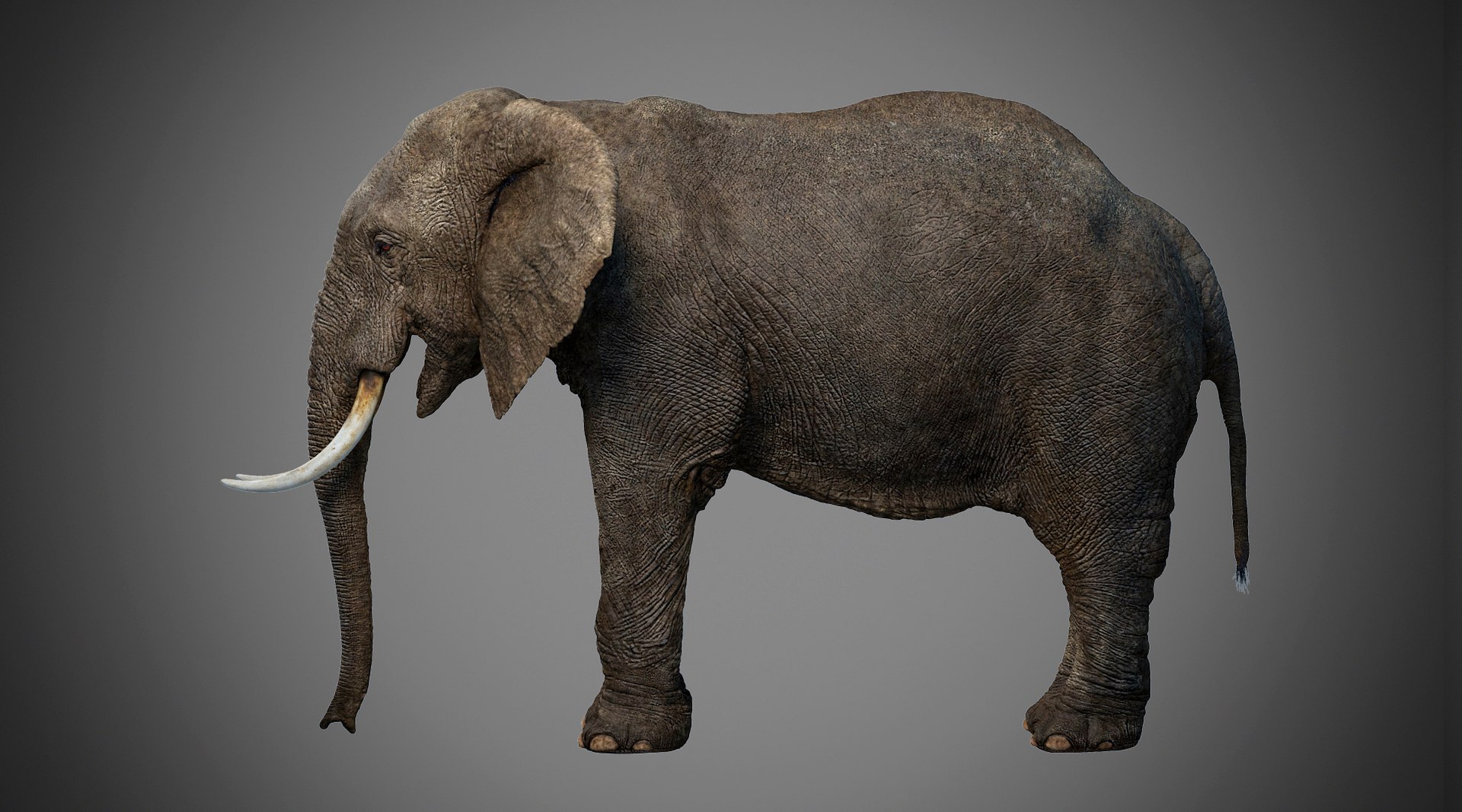 Photorealistic Elephant Rigging 3d Max