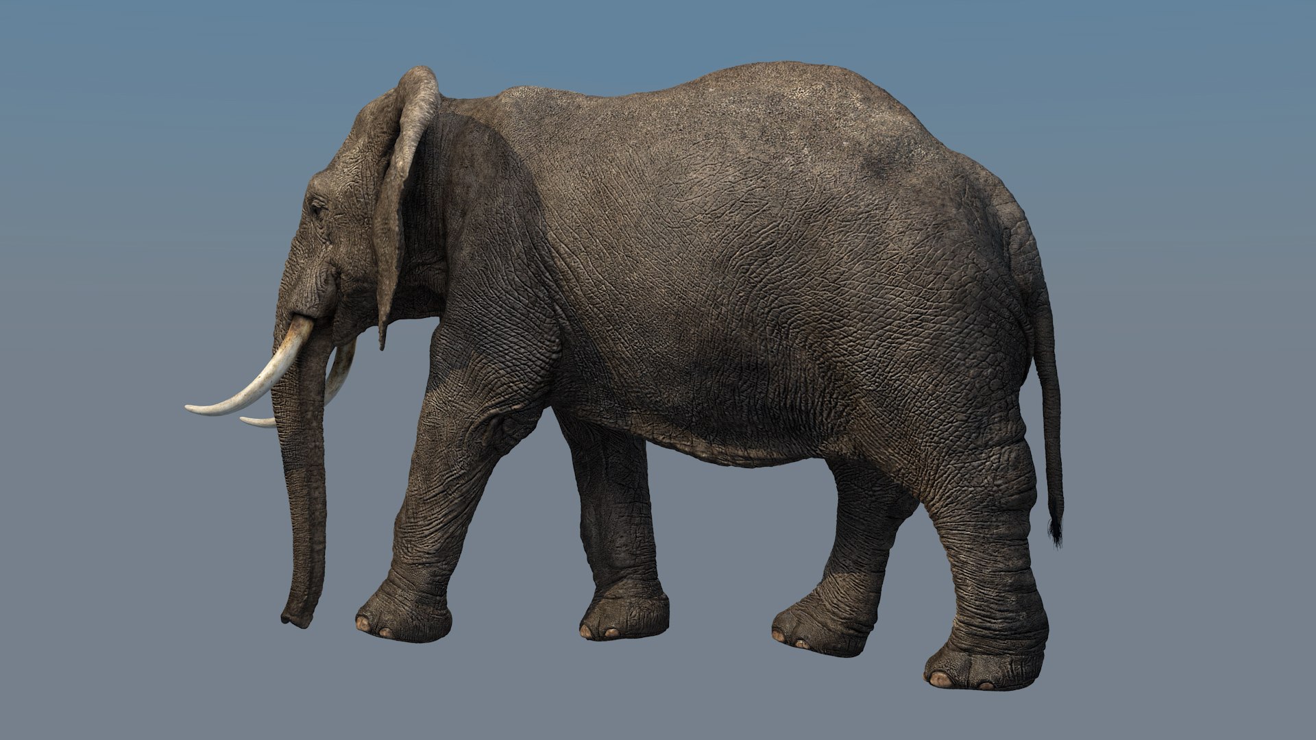 Photorealistic Elephant Rigging 3d Max