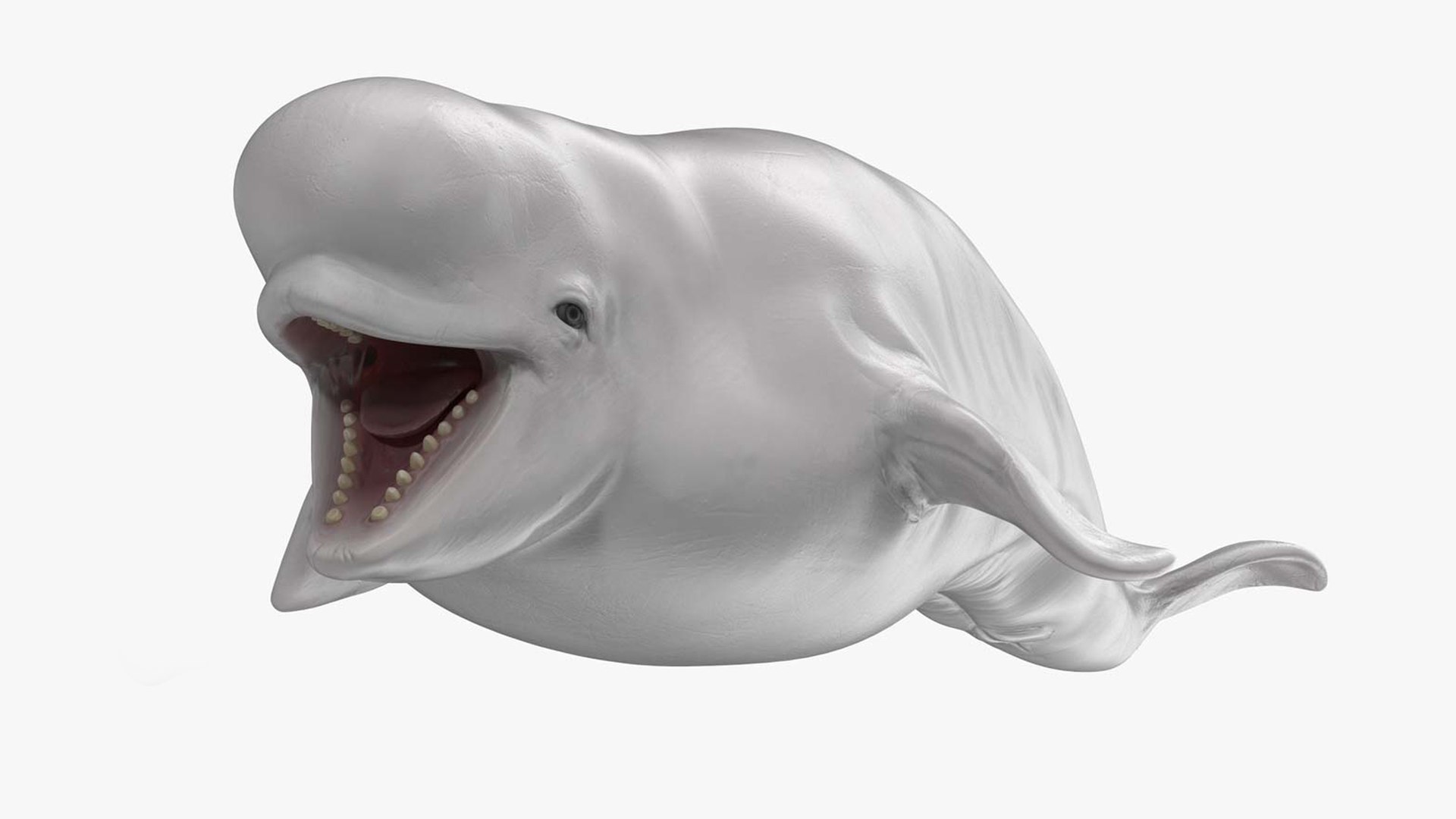 3D model Beluga Whale Young Rigged for Maya - TurboSquid 2052265