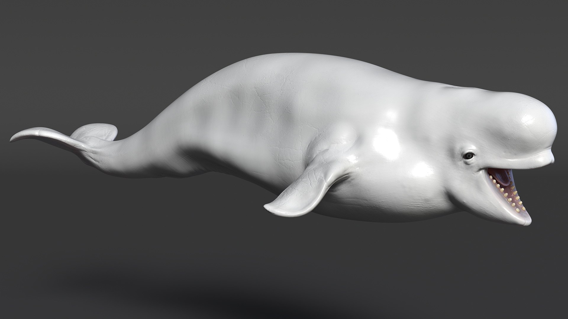 3D model Beluga Whale Young Rigged for Maya - TurboSquid 2052265