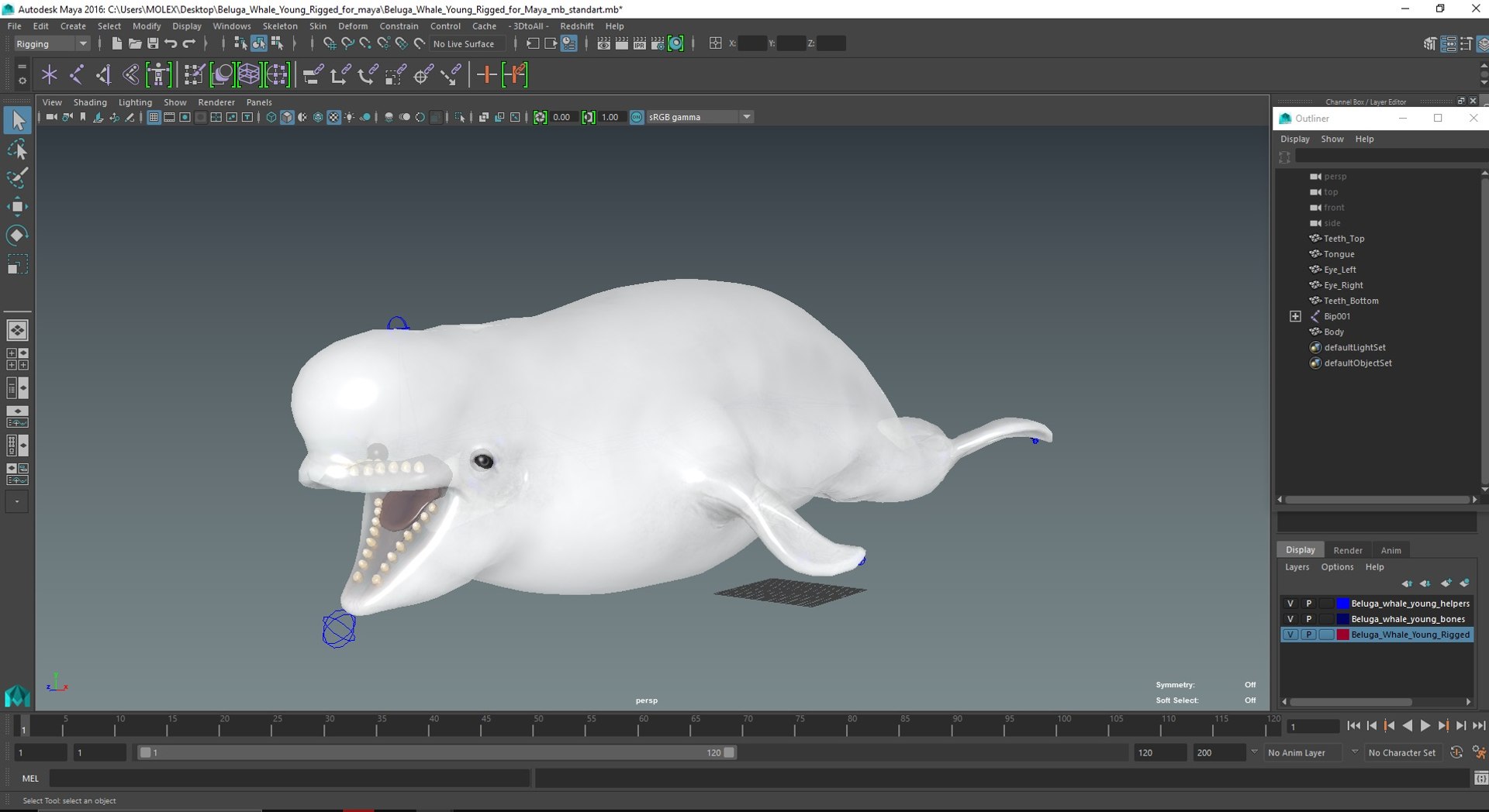 3D model Beluga Whale Young Rigged for Maya - TurboSquid 2052265