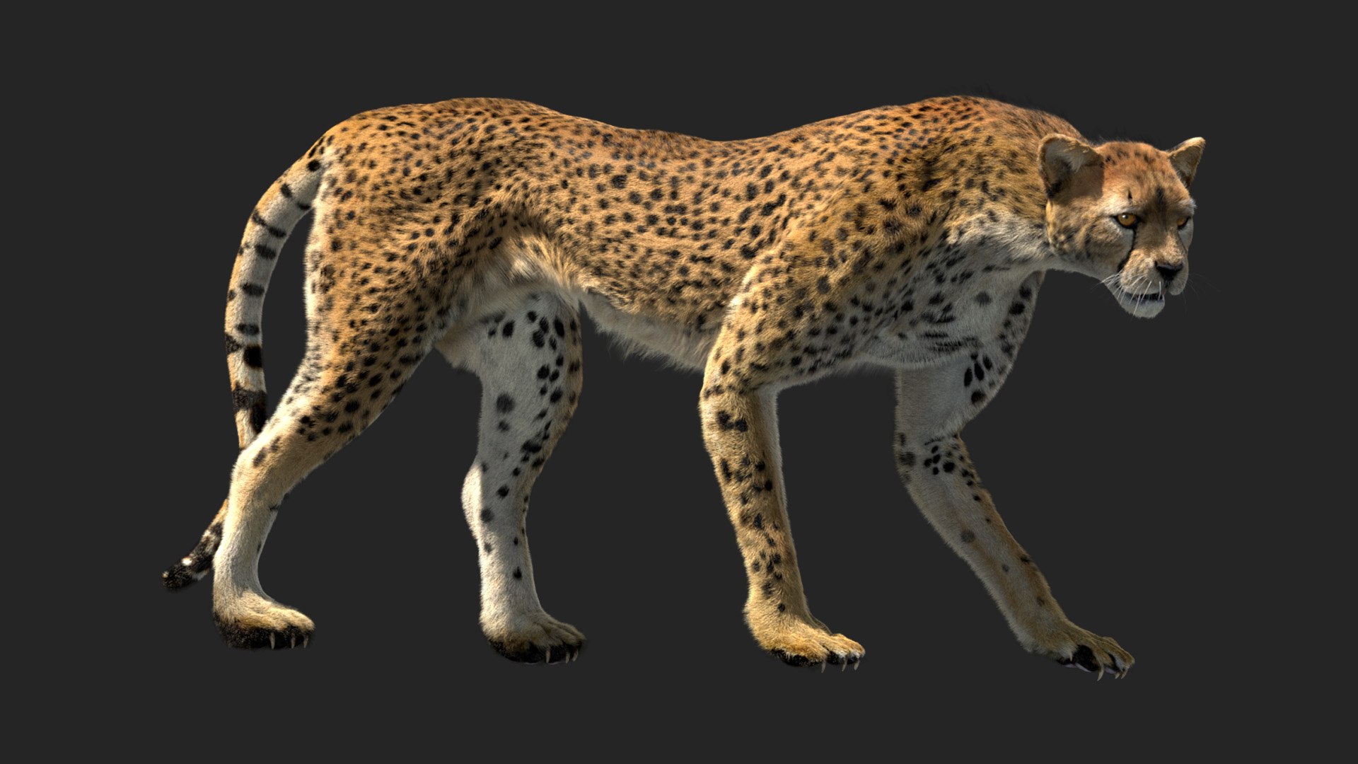 Rigged Fur 3D Model - TurboSquid 1483505