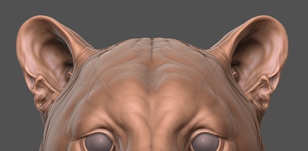 Fully Detailed Leopard Zbrush Sculpt model - TurboSquid 1857425