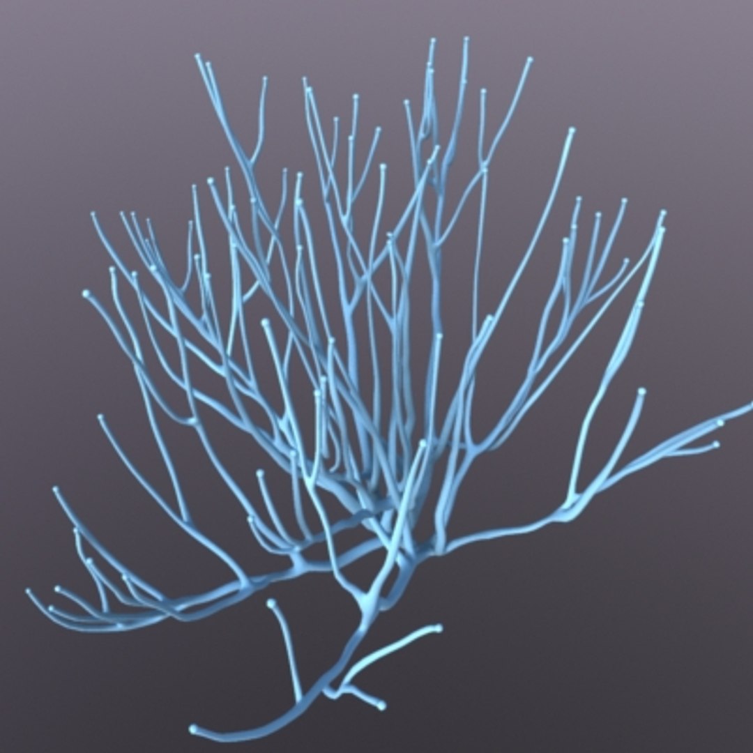 Coral 3d Model